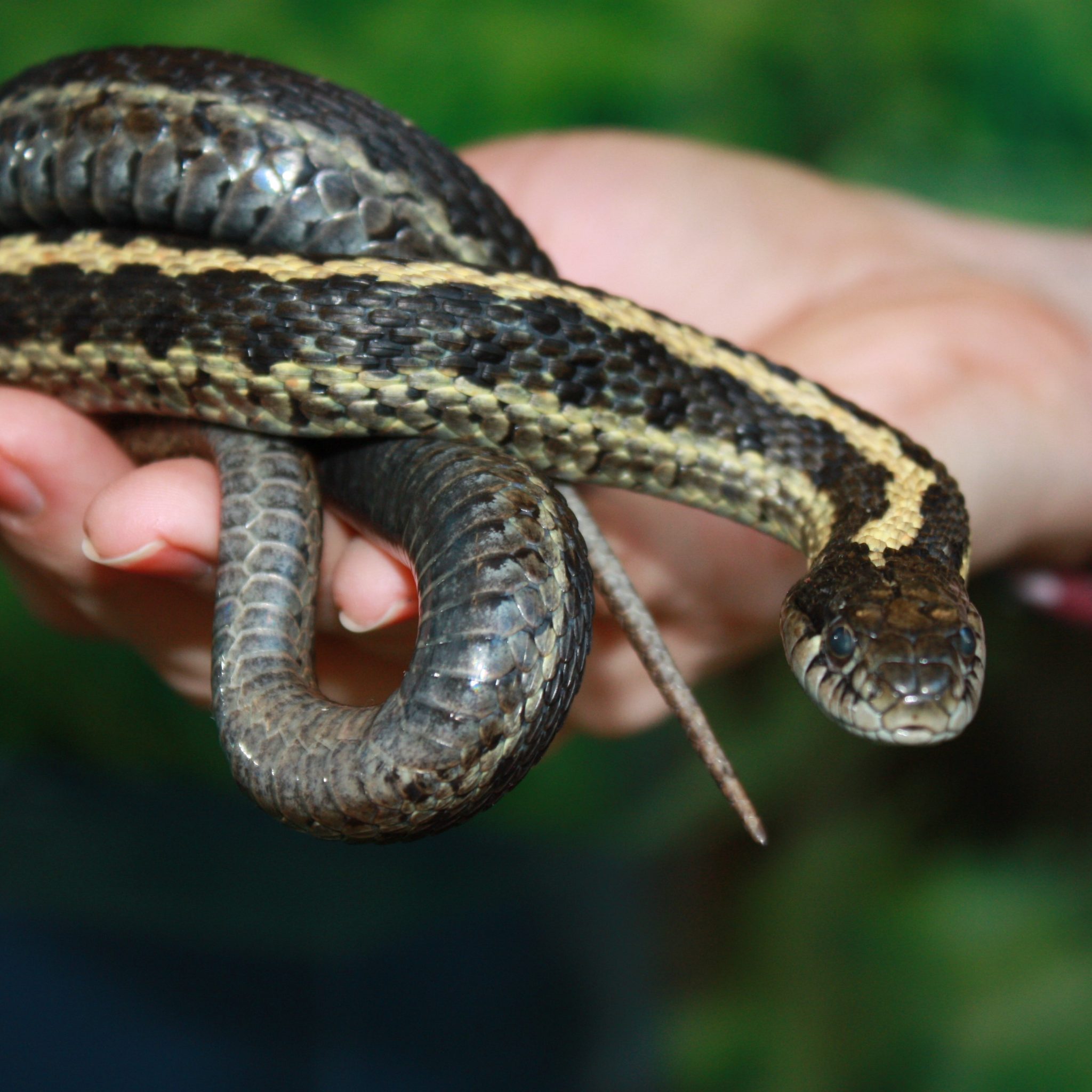 ONLINE PROGRAMS – Swan Lake Christmas Hill Nature Sanctuary