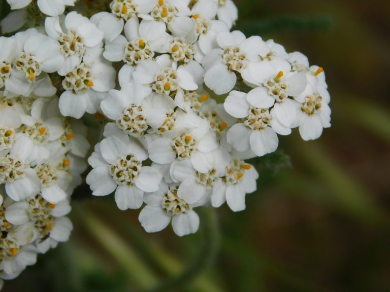 Yarrow – Swan Lake Christmas Hill Nature Sanctuary
